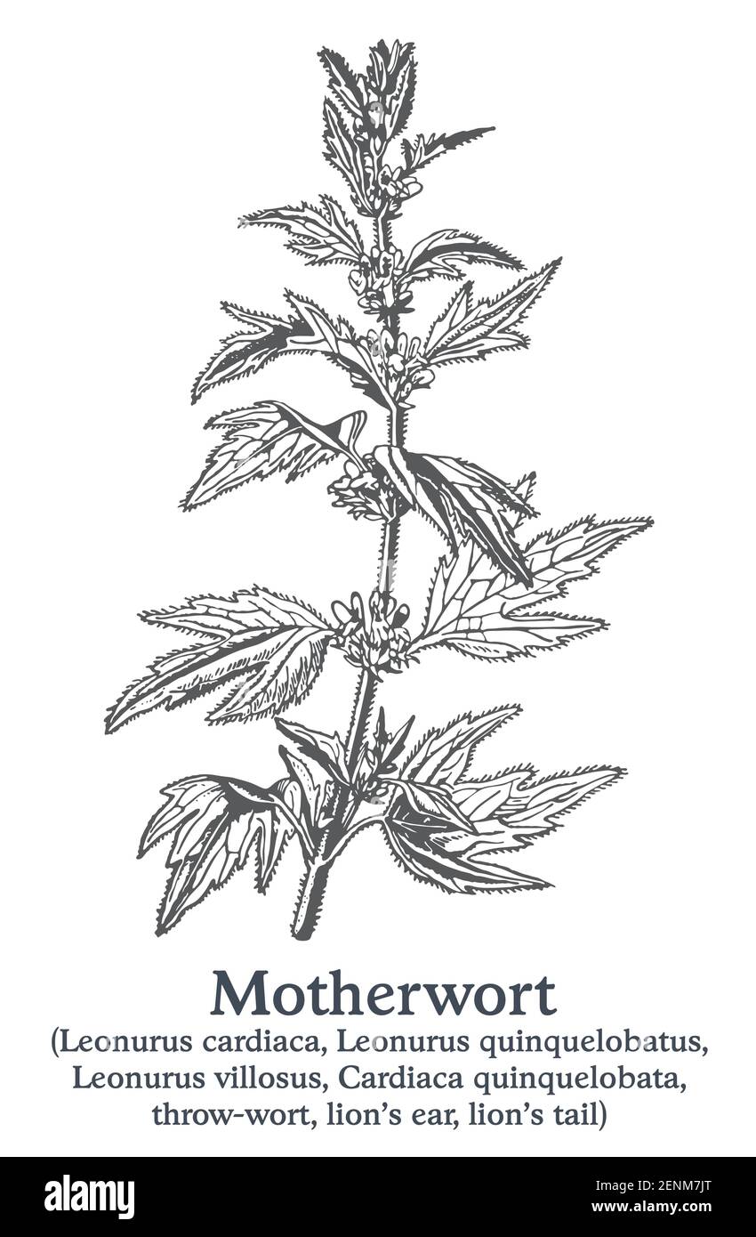 Motherwort. Vector hand drawn plant. Vintage medicinal plant sketch ...