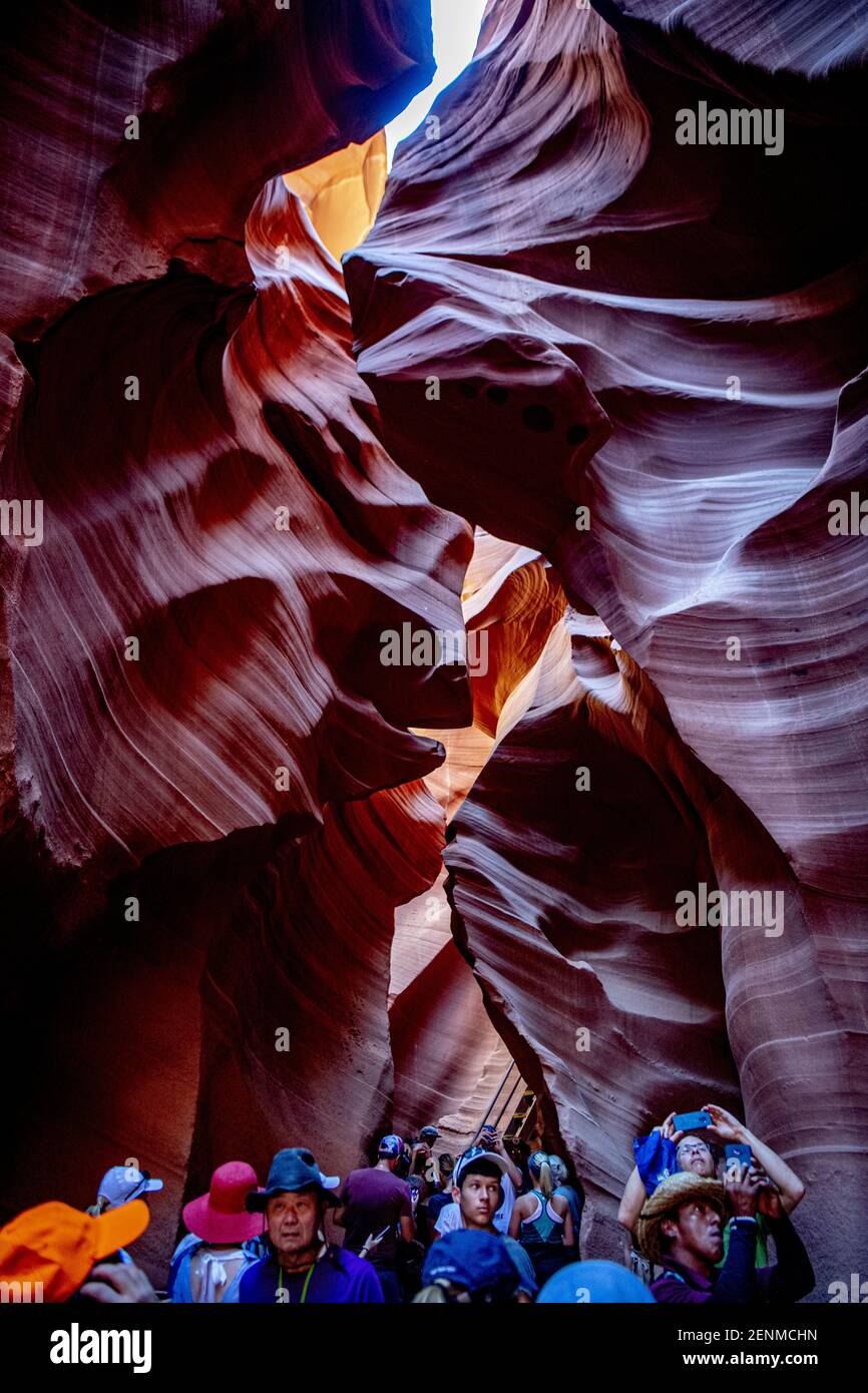 American robin arizona hi-res stock photography and images - Alamy