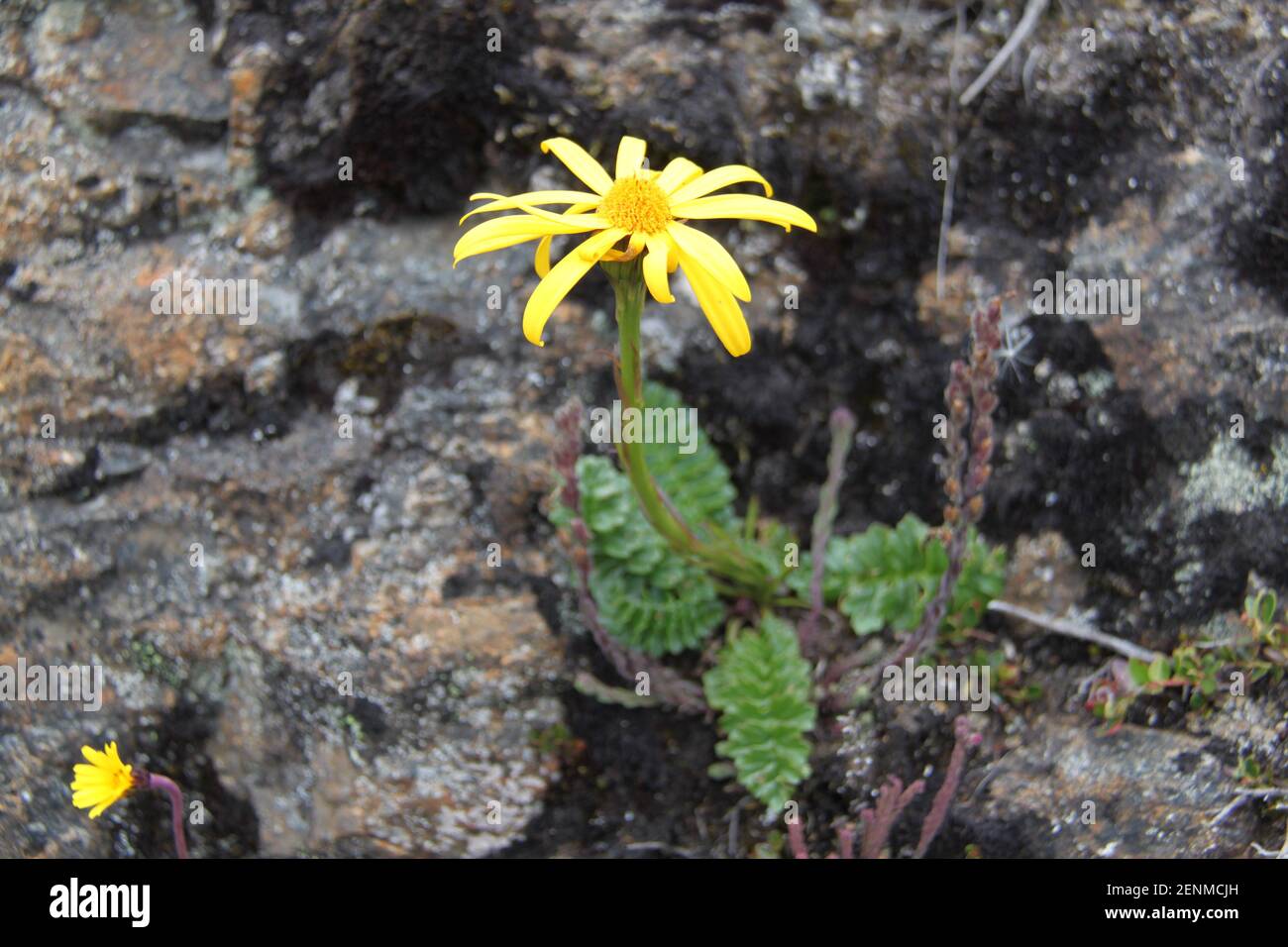 Cuenca ecuador flowers hi-res stock photography and images - Alamy