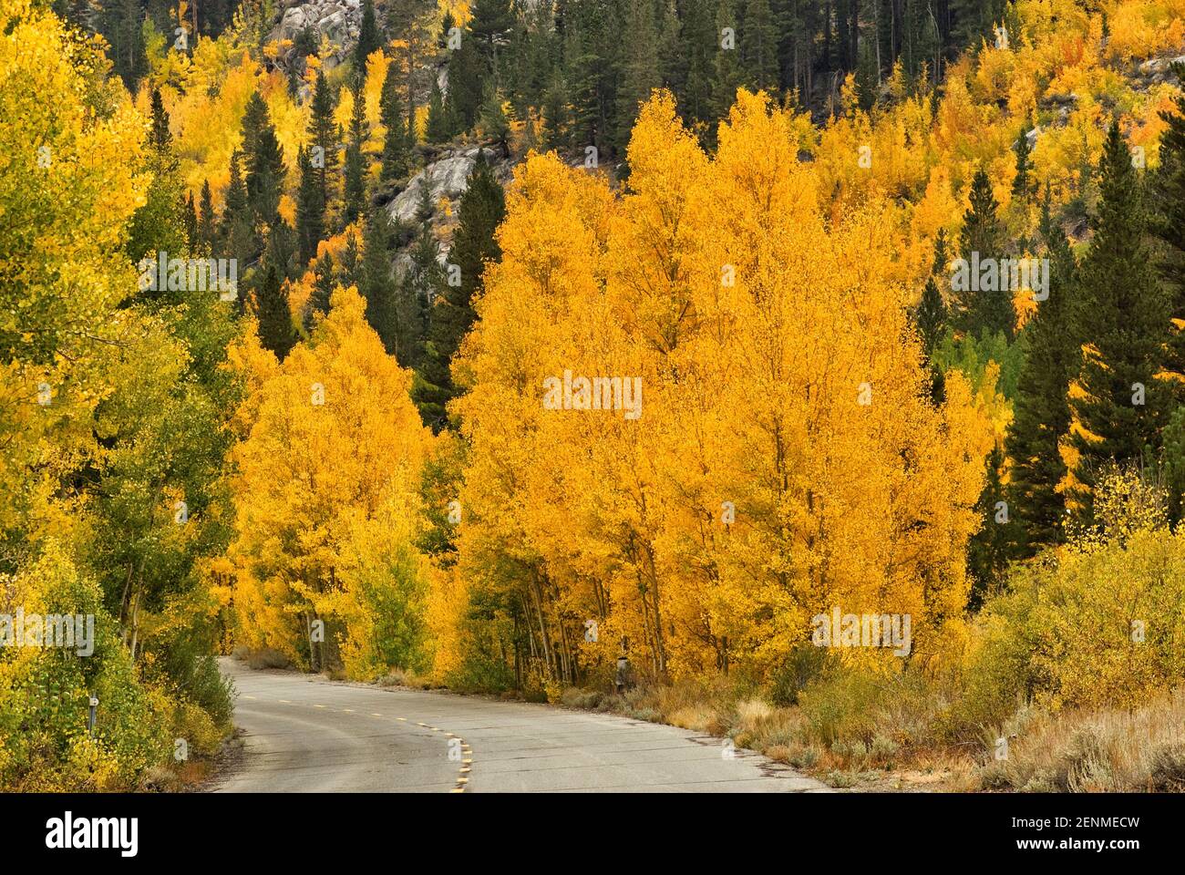 Aspen trees in fall foliage at road to South Lake near Bishop, Eastern ...
