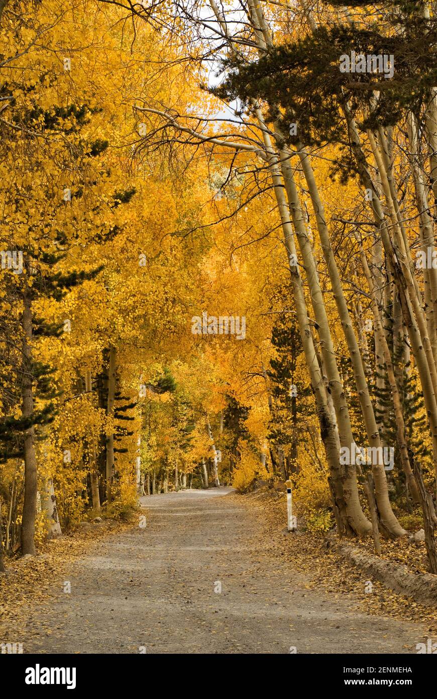 Aspen trees in fall foliage at road by North Lake near Bishop, Eastern ...