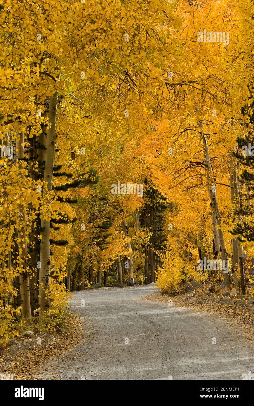Aspen trees in fall foliage at road by North Lake near Bishop, Eastern ...