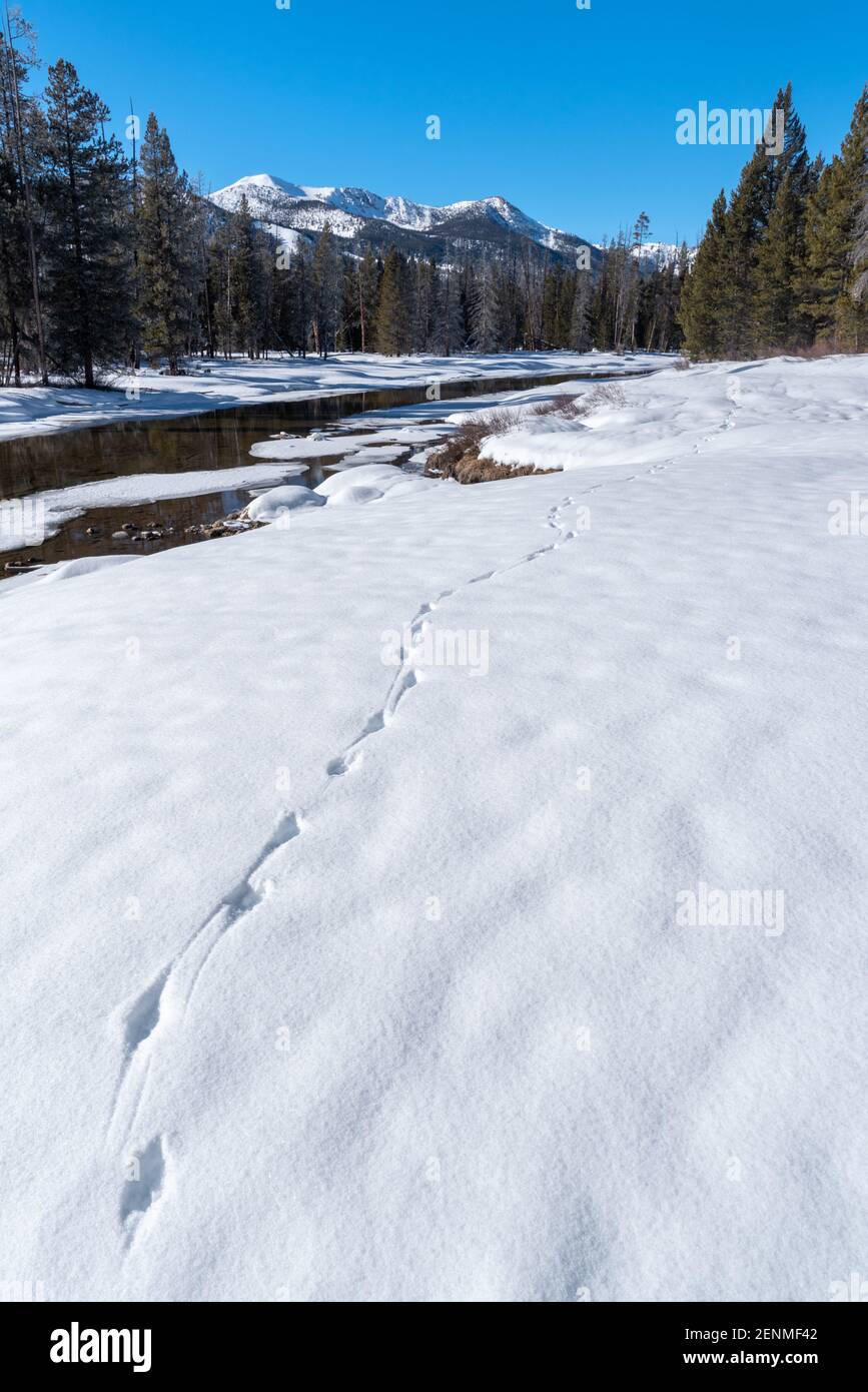 Coyote tracks along Alturas Lake Creek, Sawtooth Mountains, Idaho Stock ...
