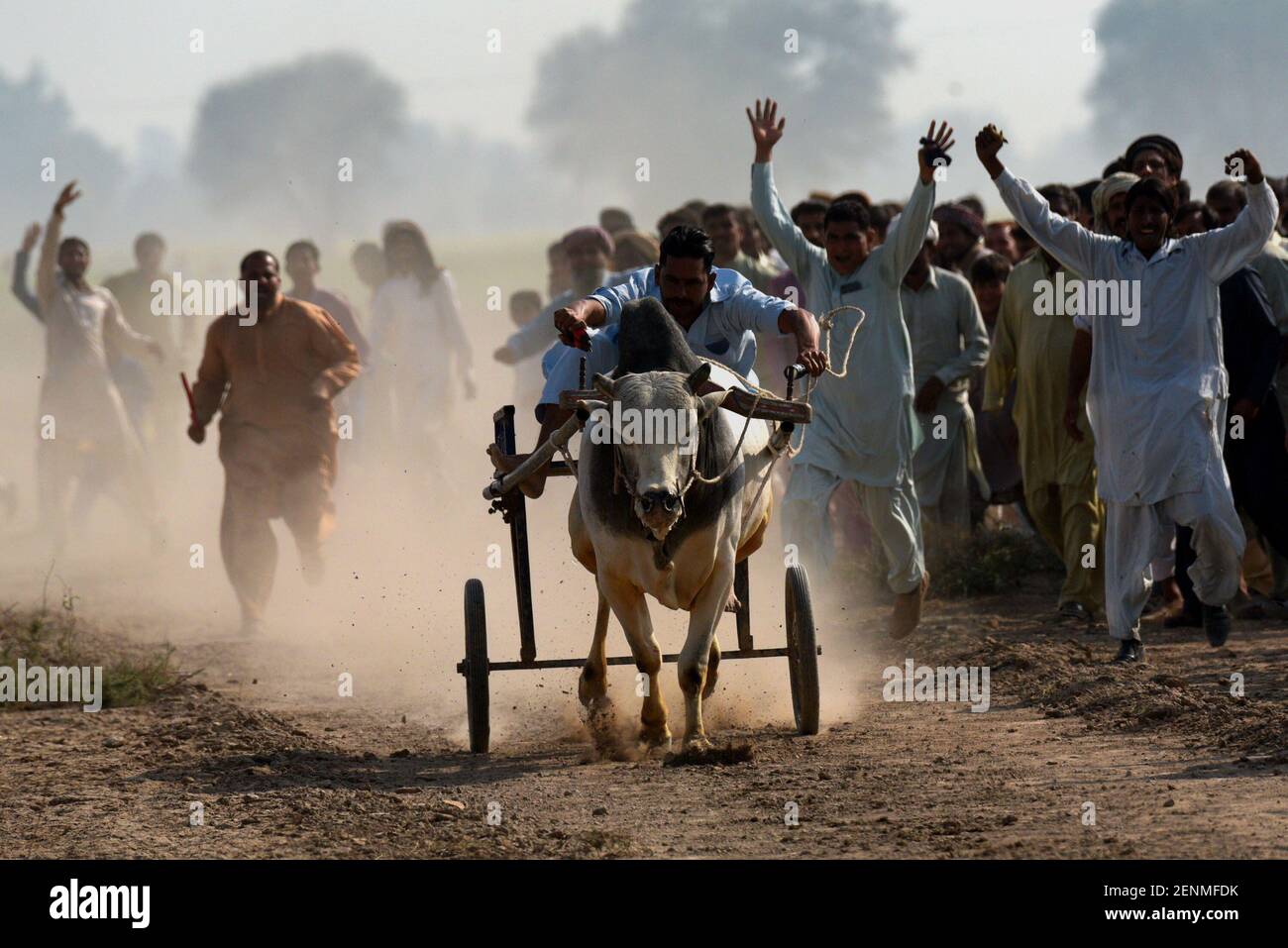 Bull cart race hi-res stock photography and images - Alamy