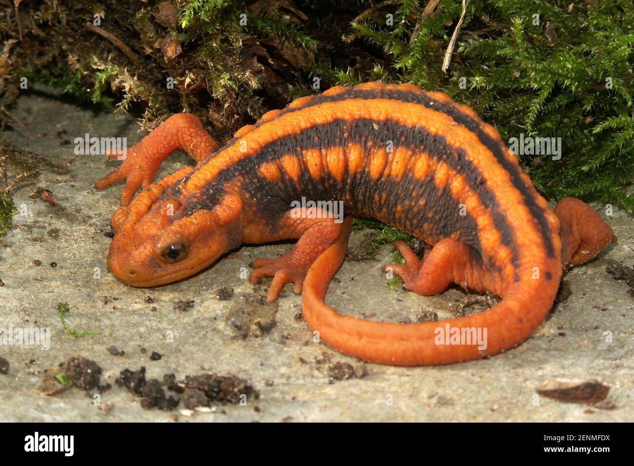 True salamanders hi-res stock photography and images - Alamy