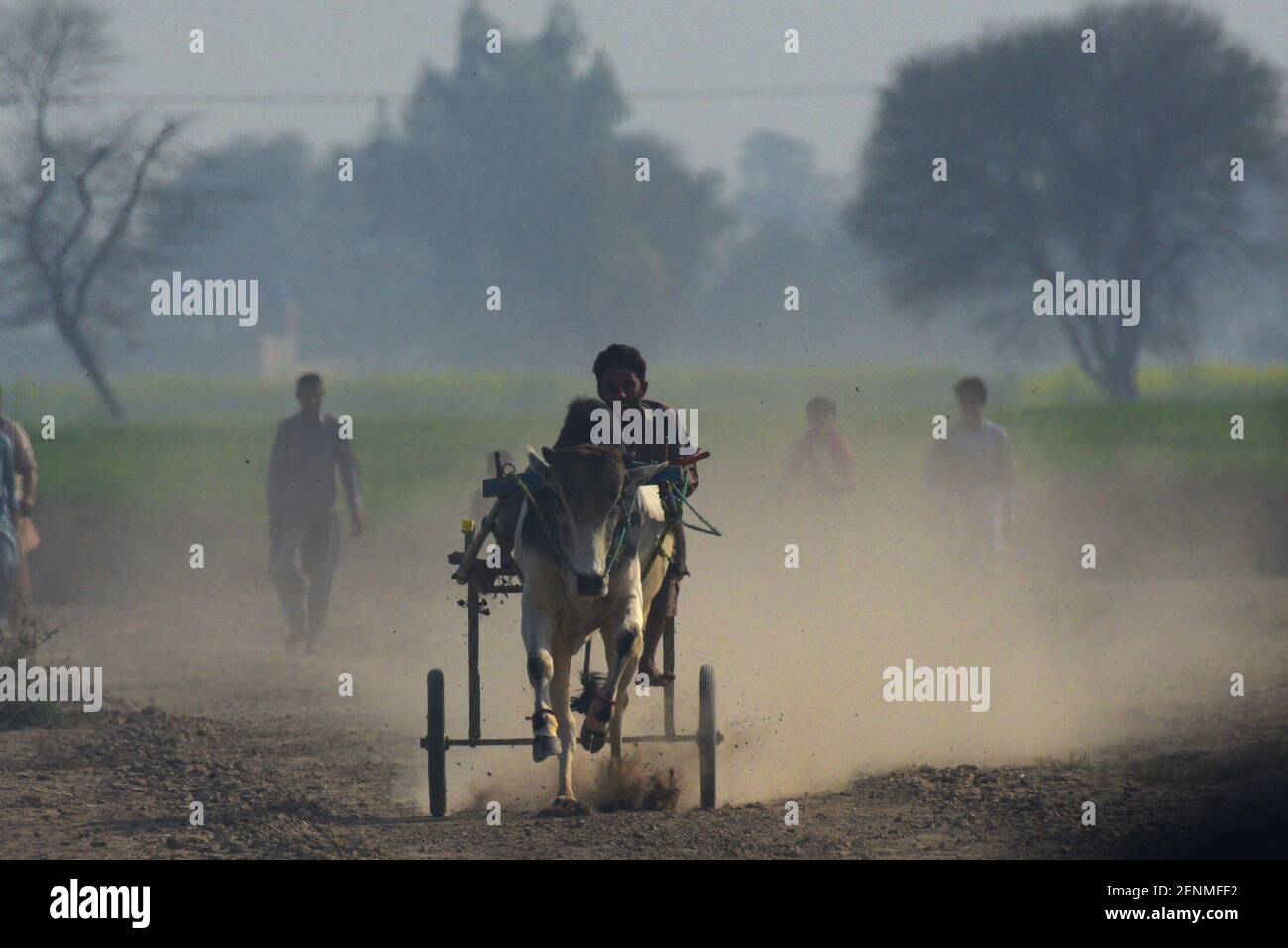 Pakistani farmer in the field hi-res stock photography and images - Alamy