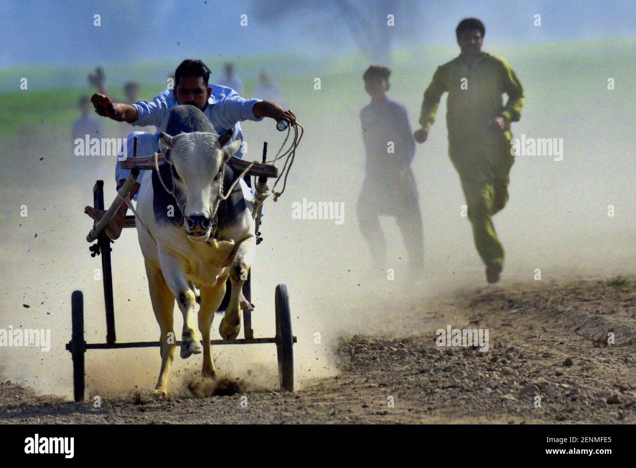 Bull cart race hi-res stock photography and images - Alamy