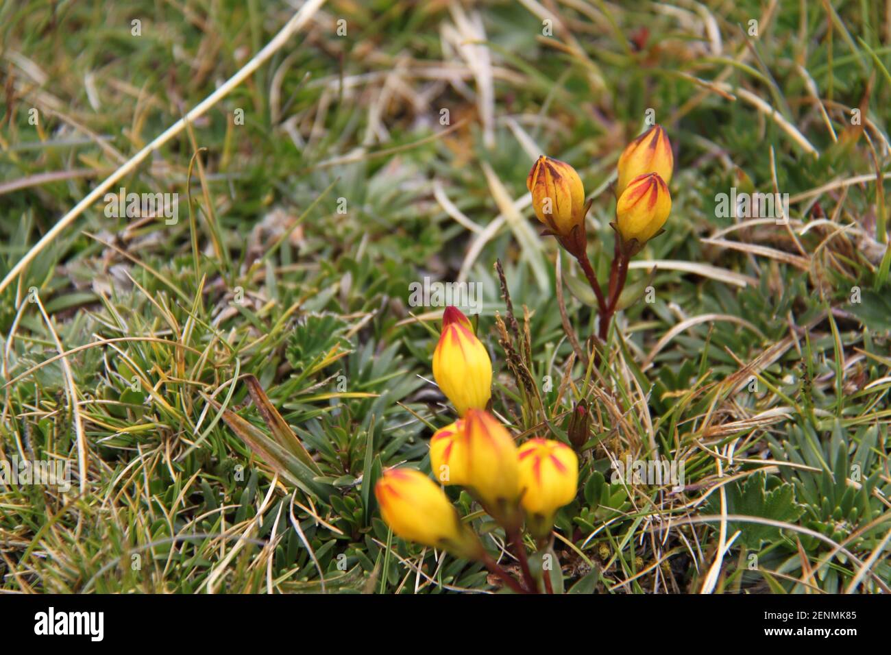 Typical Flowers of the El Cajas National Park in Ecuador Stock Photo ...