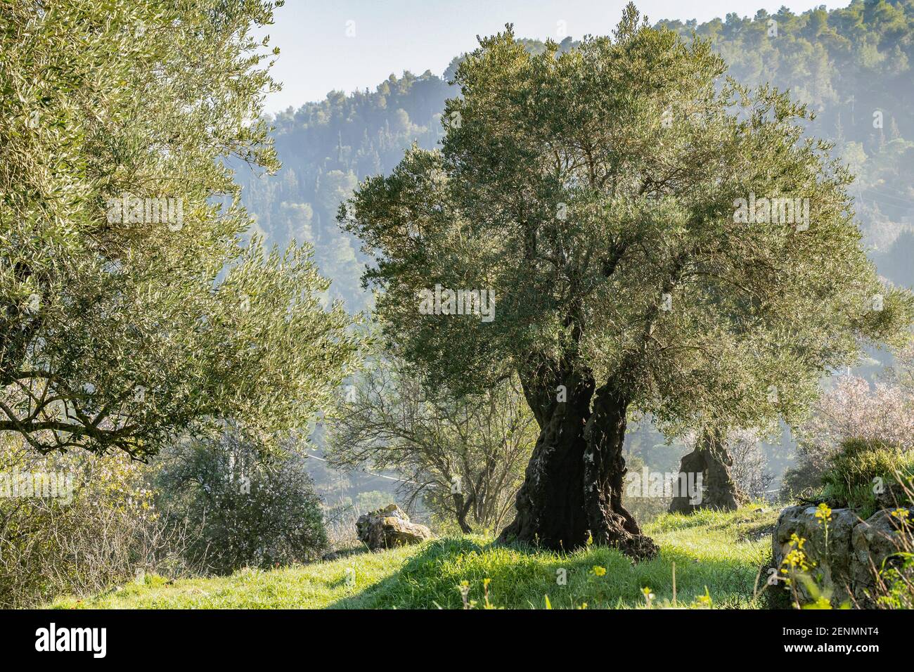 Olive and almond trees hi-res stock photography and images - Alamy