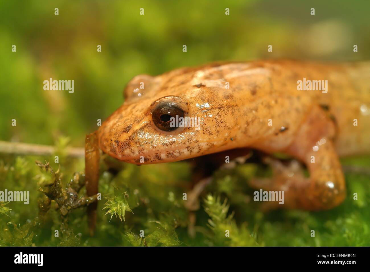 Spring Salamander