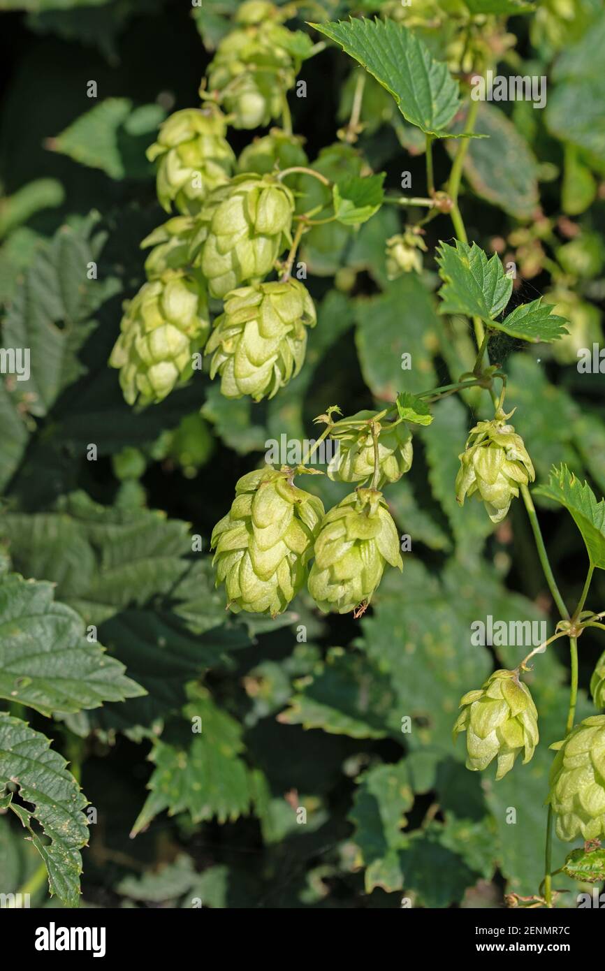 Female hop flowers, Humulus lupulus Stock Photo - Alamy