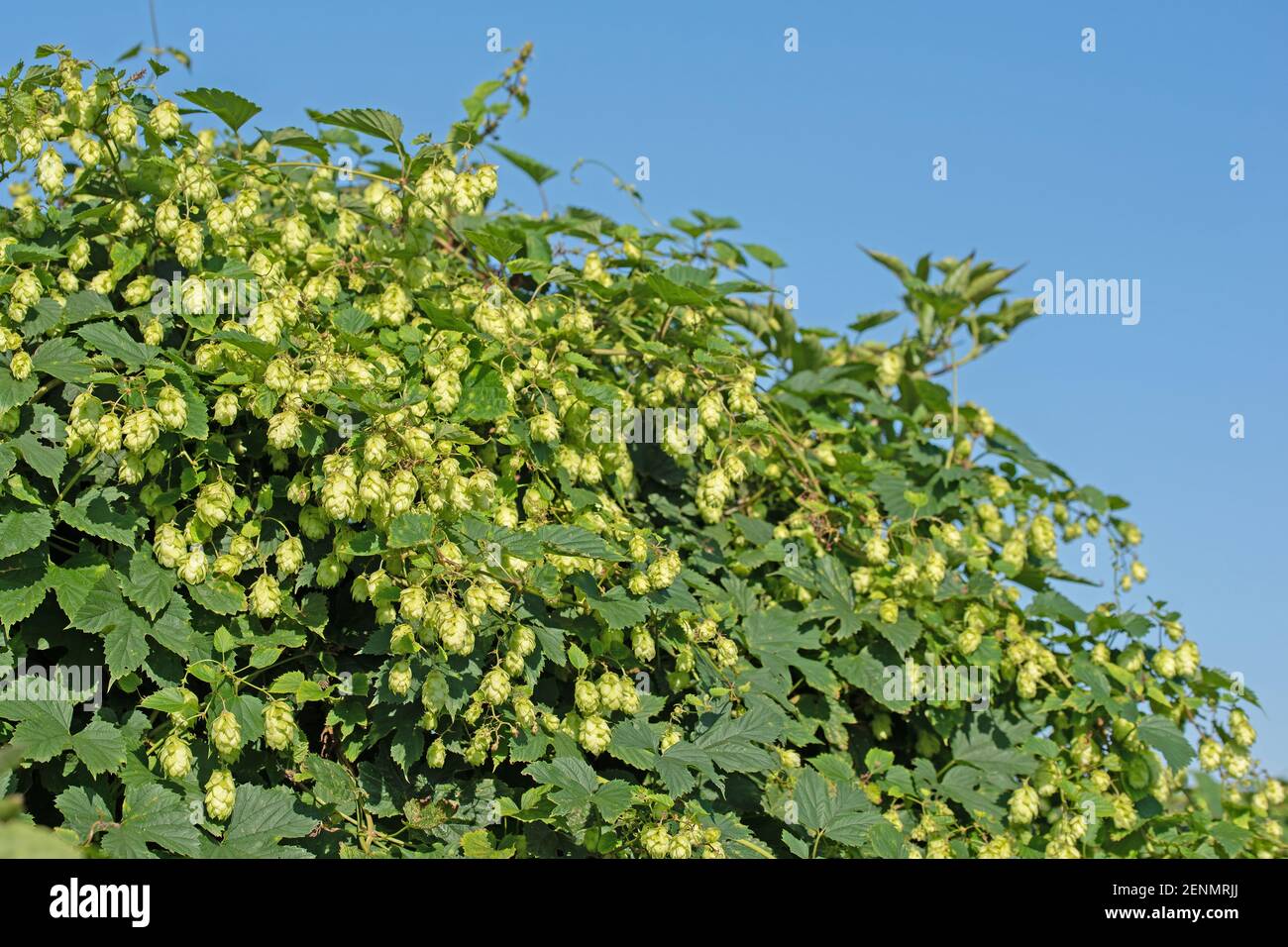 Female hop flowers hi-res stock photography and images - Alamy