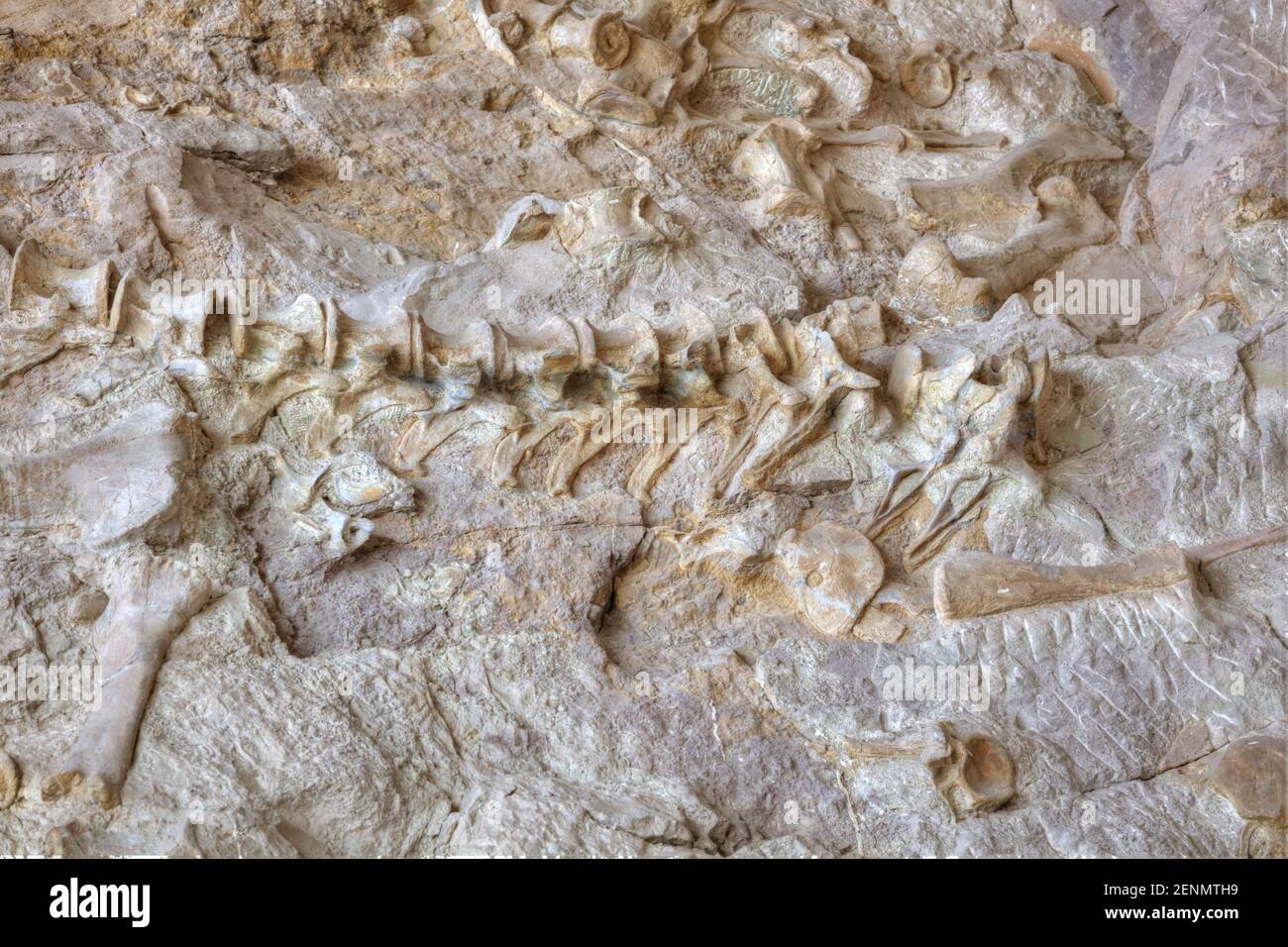 Dinosaur National Monument celebrates rivers, canyons and fossils Stock ...