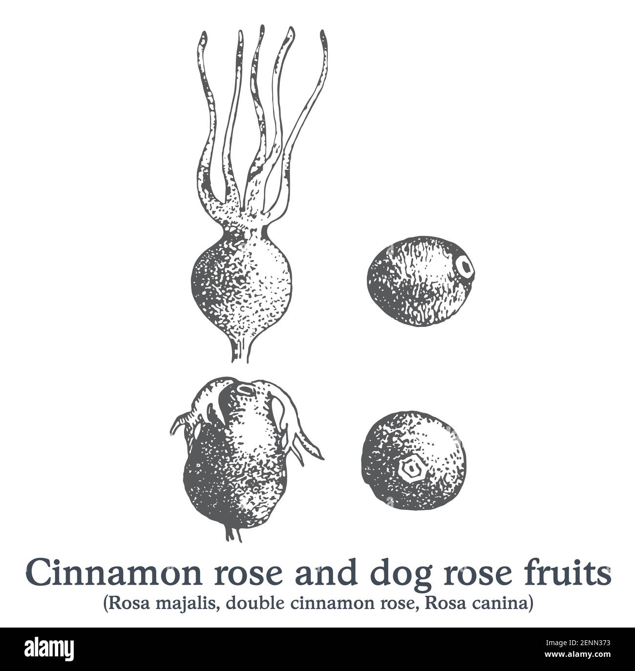 Illustration dog rose rosa Stock Vector Images - Alamy