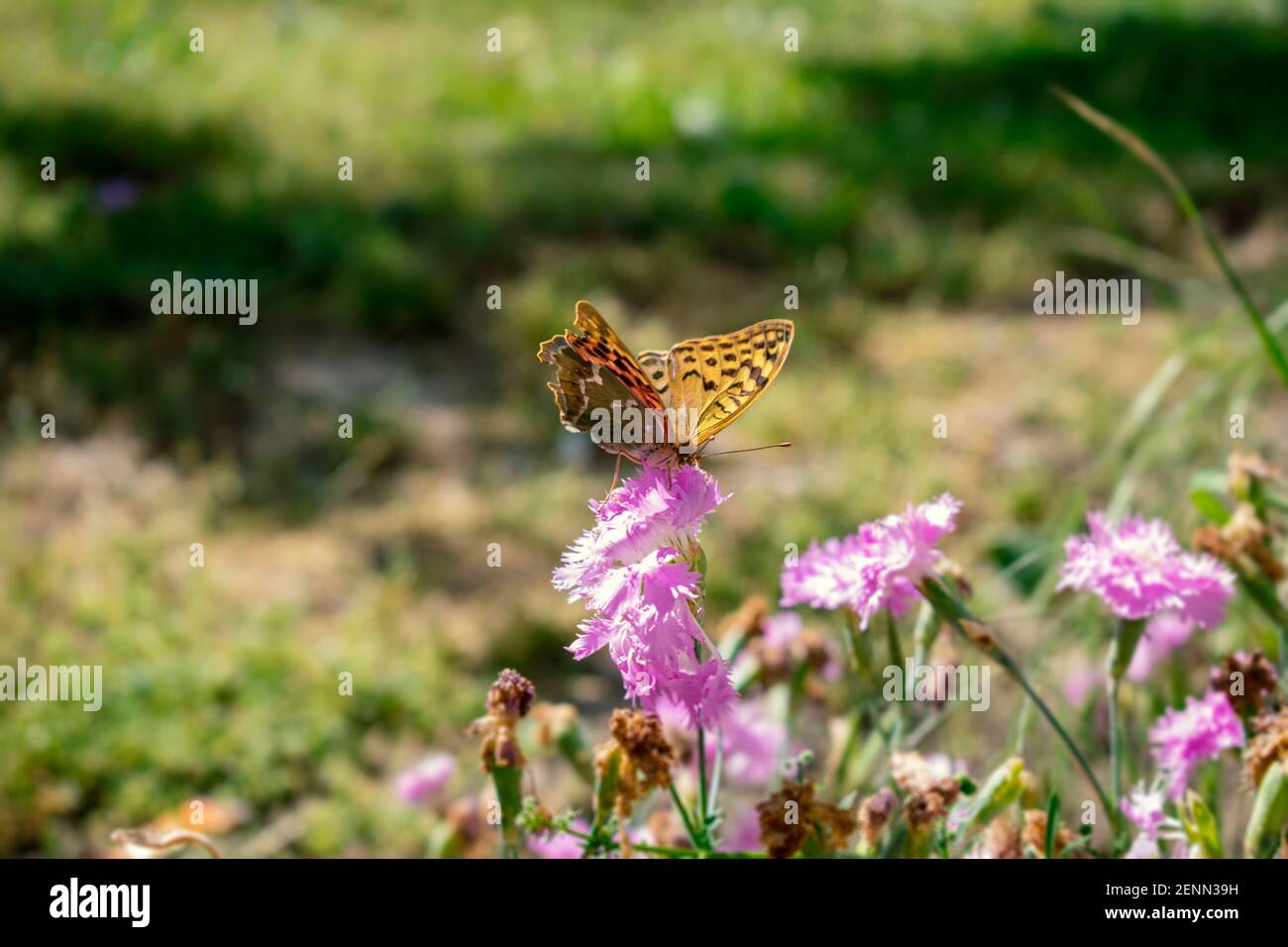 Monarch butterfly on a purple flower. Gentle and elegant insects ...