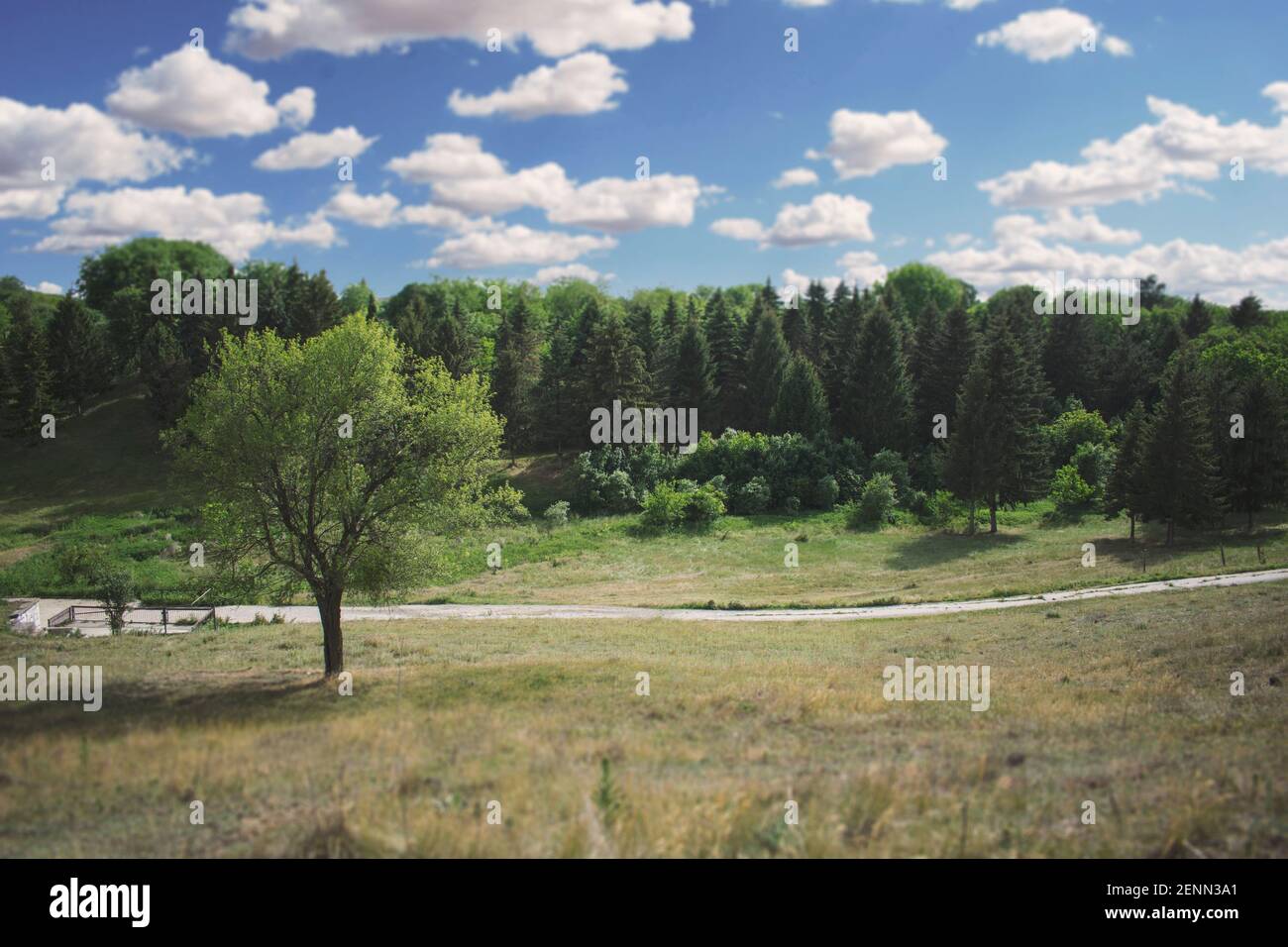Rural landscape in a small village with tall pine trees and green ...