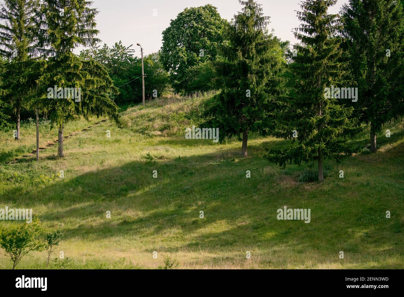 Rural landscape in a small village with tall pine trees and green ...