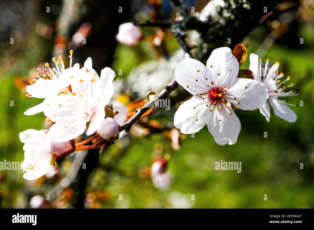 Flowering Japanese cherry tree, France Stock Photo - Alamy