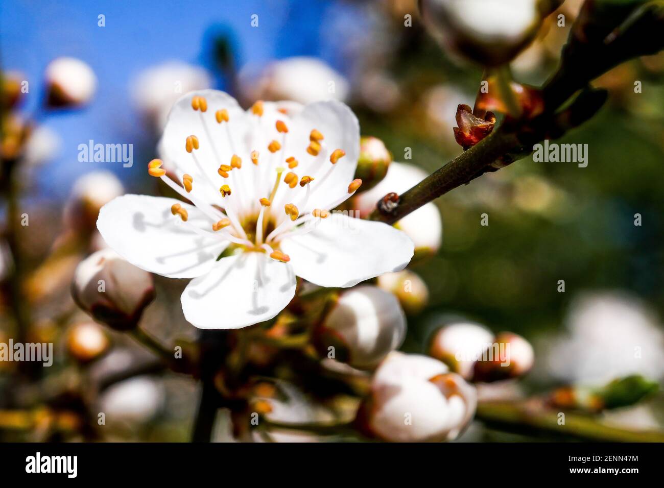 Flowering Japanese cherry tree, France Stock Photo - Alamy
