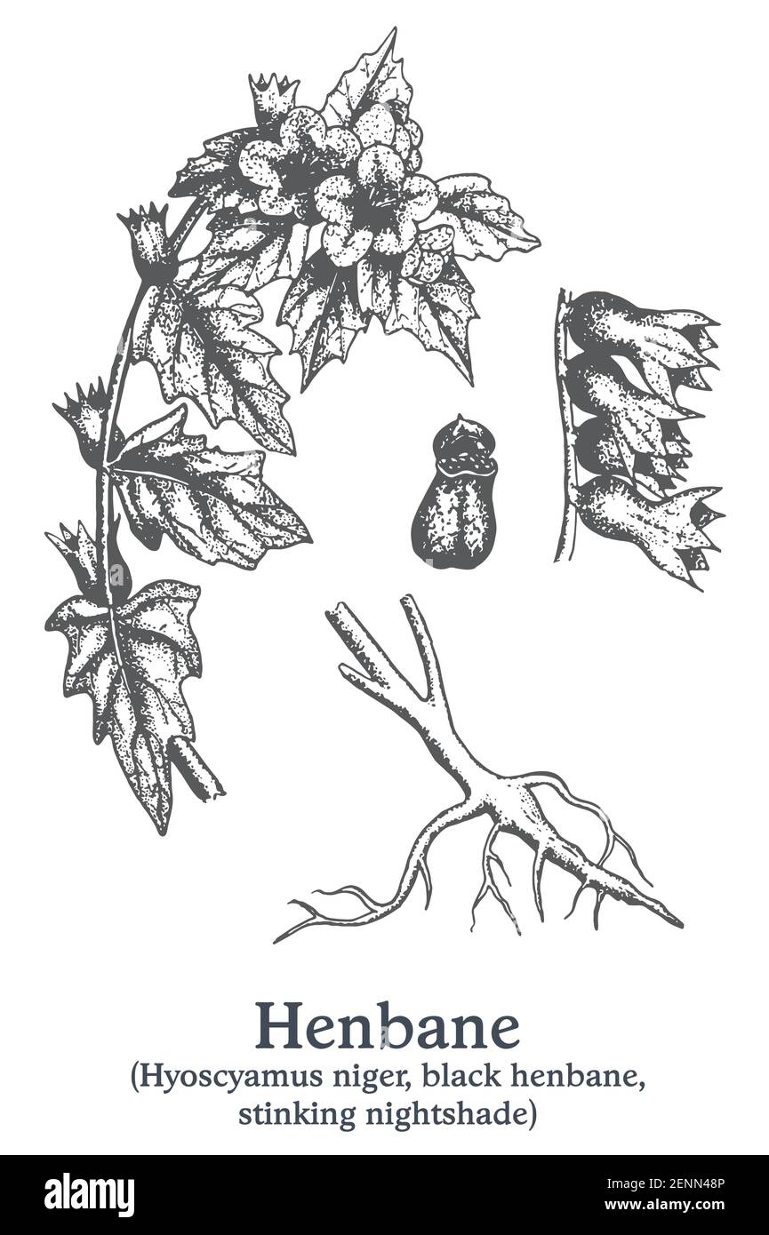 Henbane. Vector hand drawn plant. Vintage medicinal plant sketch Stock ...