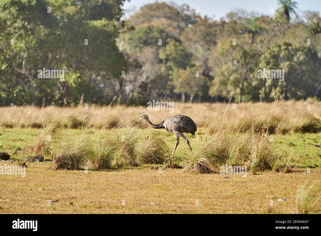 Nandu, Greater Rhea female running through the landscape of the ...