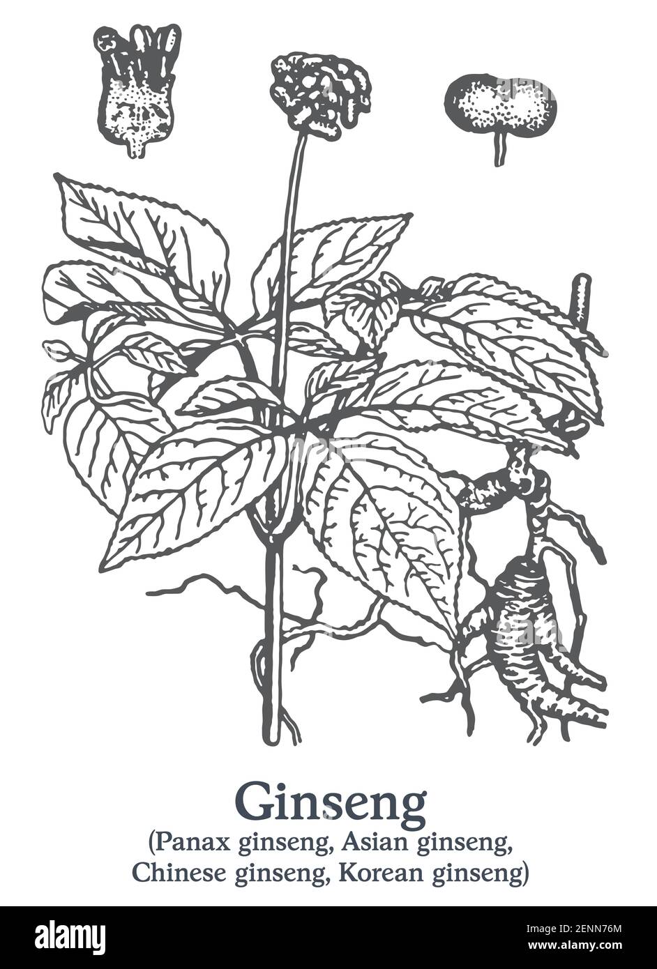 Ginseng. Vector hand drawn plant. Vintage medicinal plant sketch Stock ...