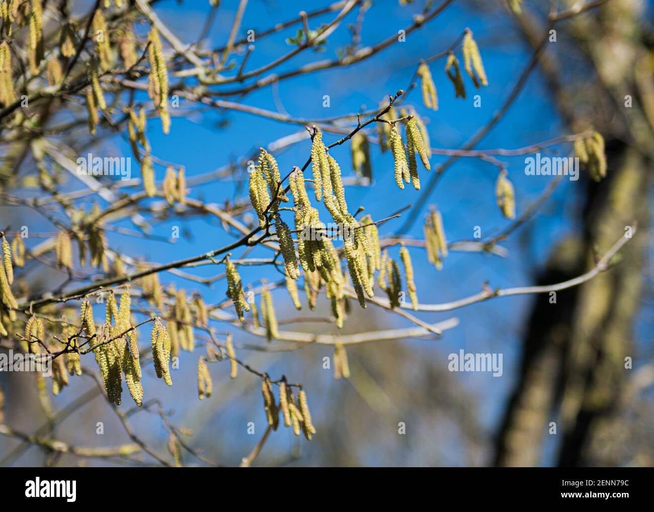Silver birch Spring catkins with blue sky in Flamstead, Hertfordshire ...