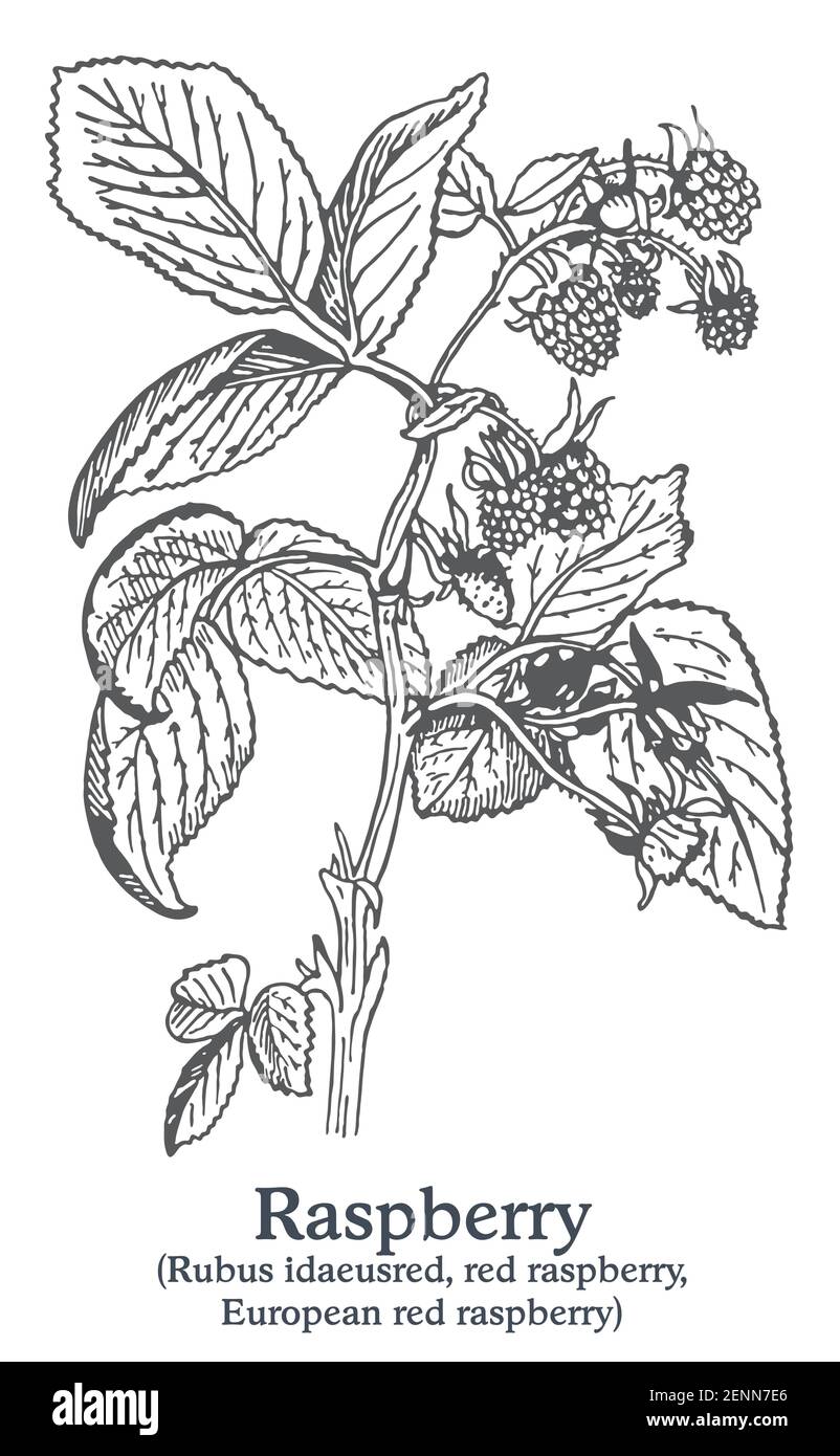 Raspberry. Vector hand drawn plant. Vintage medicinal plant sketch ...