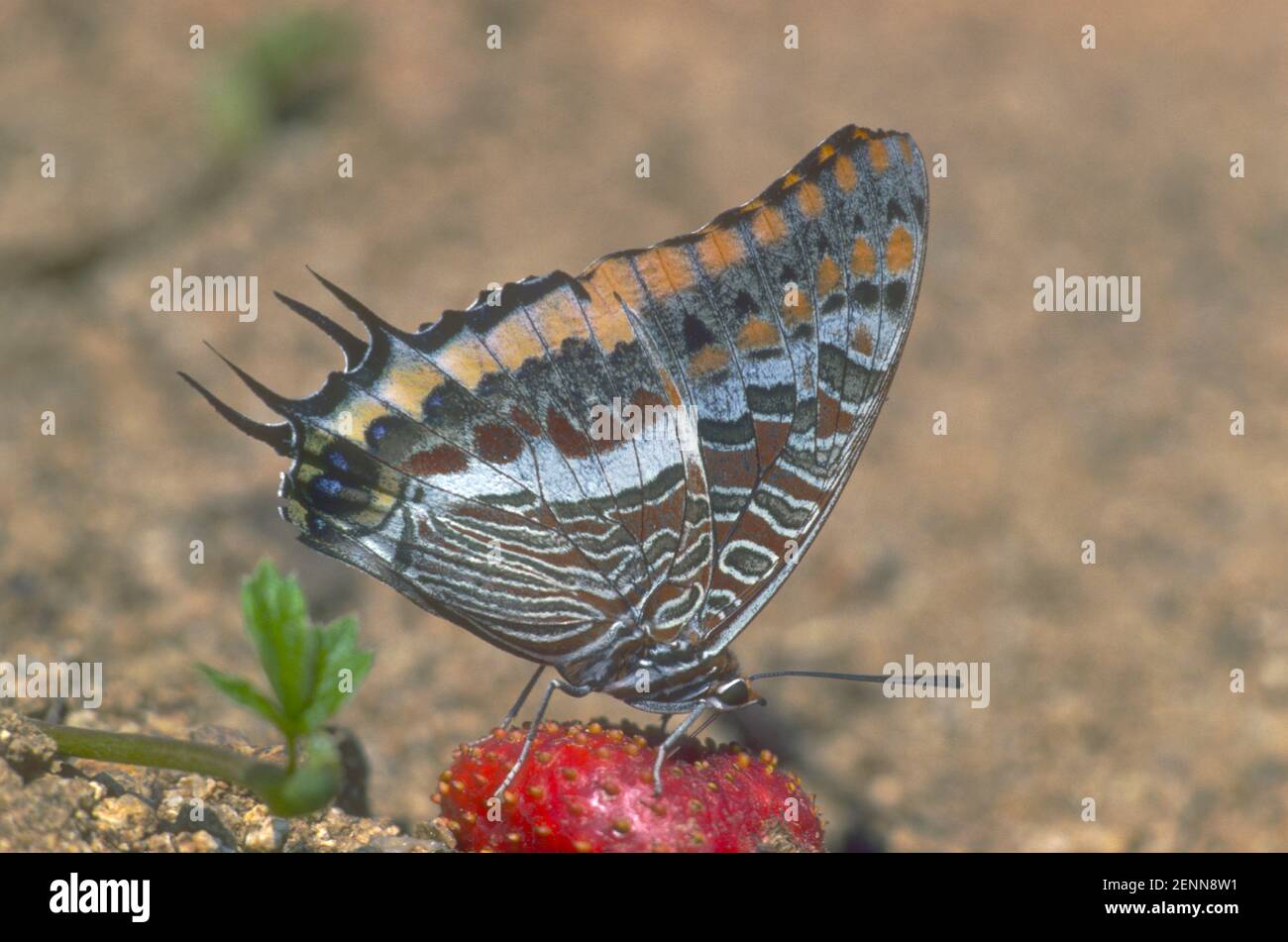 Two-tailed Pasha Butterfly, Charaxes jasius. Eating a strawbery with ...