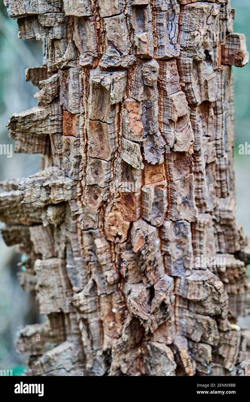 Details of the fire resistant bark of an exotic topical tree at the ...