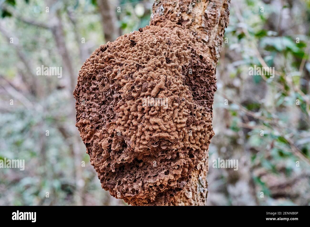 Bee nest brazil hi-res stock photography and images - Alamy