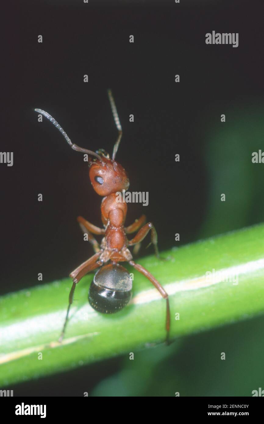 Red barbed ants hi-res stock photography and images - Alamy