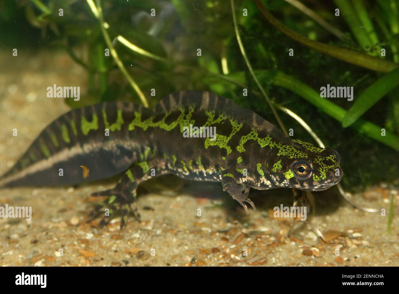 Triturus Marmoratus