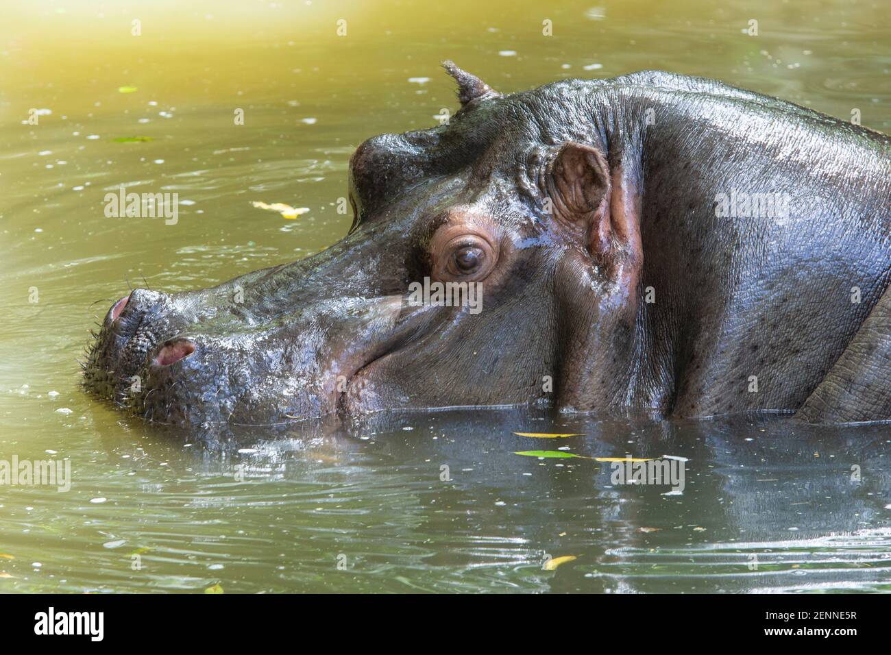 Closeup of the head of a hippopotamus in a pond Stock Photo - Alamy