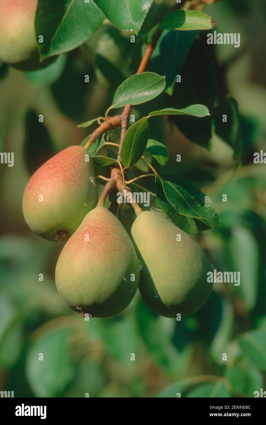 Culture pear pyrus communis hi-res stock photography and images - Alamy