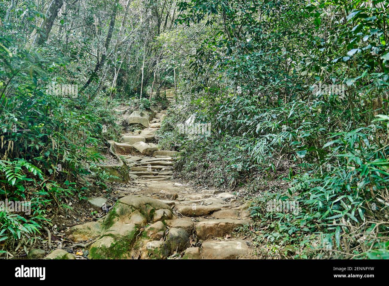 Jungle hiking hi-res stock photography and images - Alamy