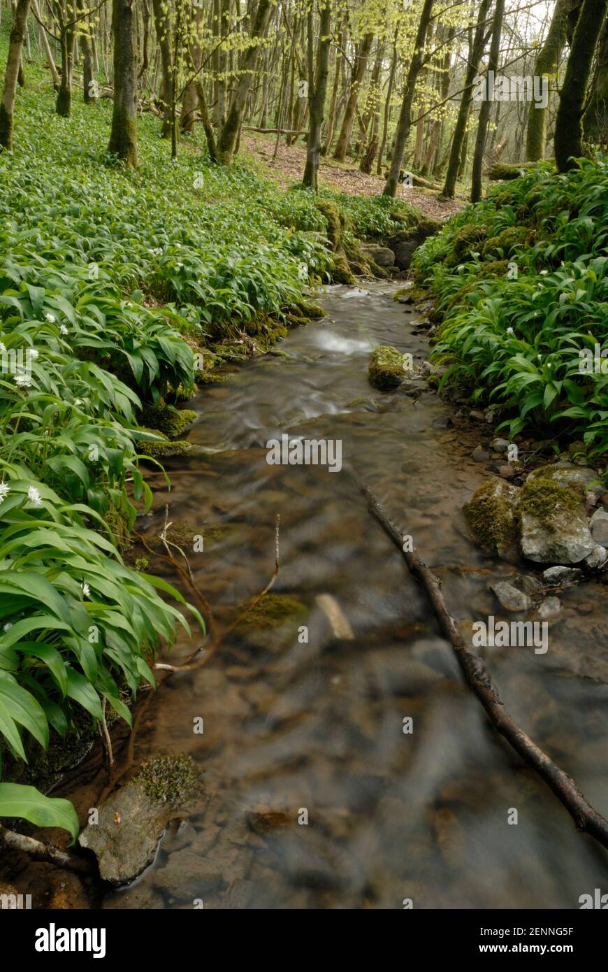 Wild garlic (Allium ursinum) growing on the banks of a stream that runs ...