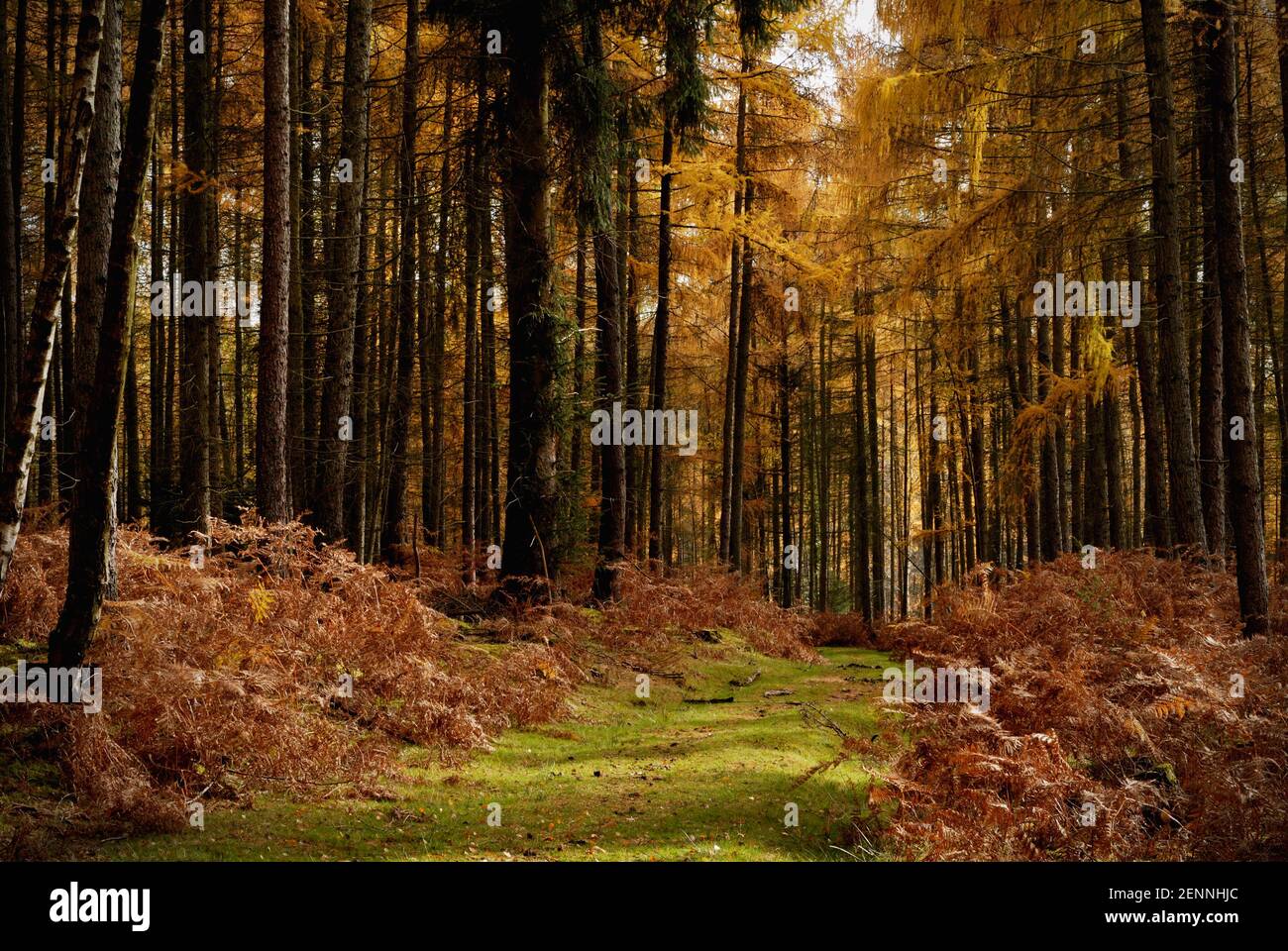 A pathway leading through the New Forest in autumn Stock Photo - Alamy