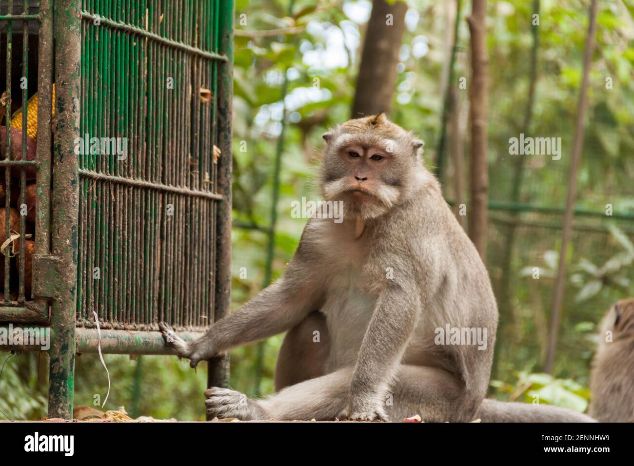 Sad monkey hi-res stock photography and images - Alamy