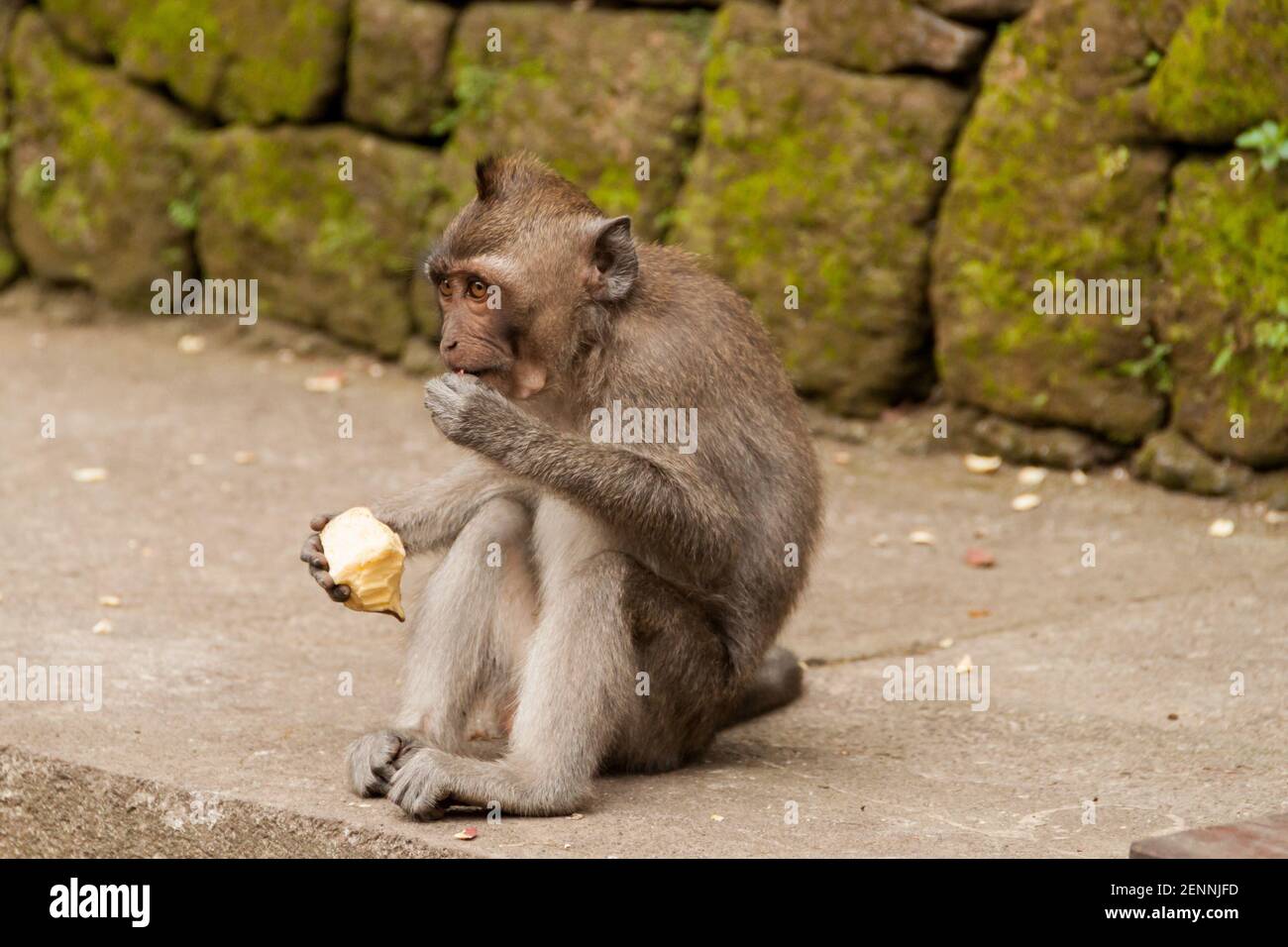 A long-tailed macaque (macaca fascicularis) sitting and eating an apple ...