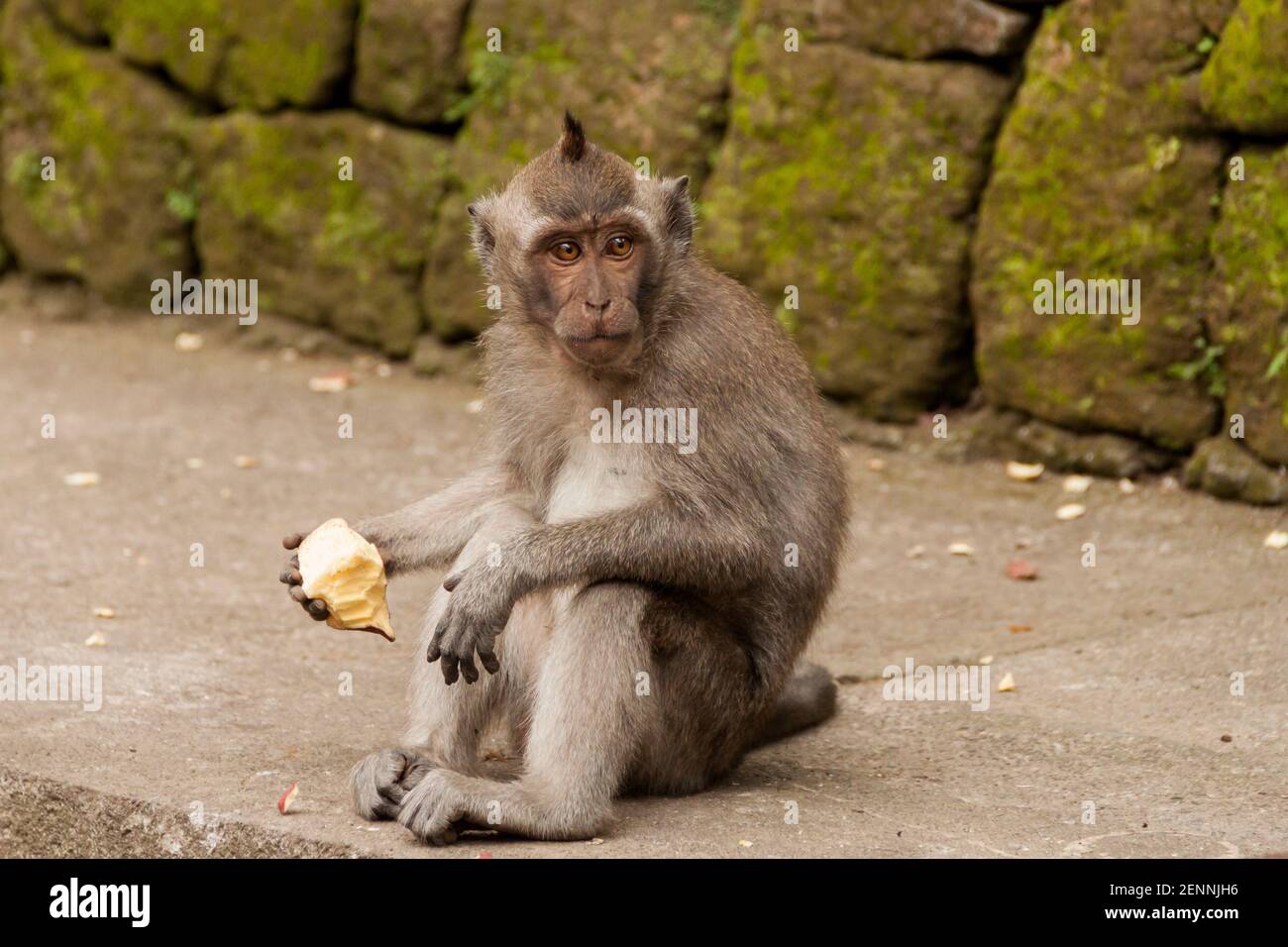 A crab-eating macaque (macaca fascicularis) holding an apple in its ...