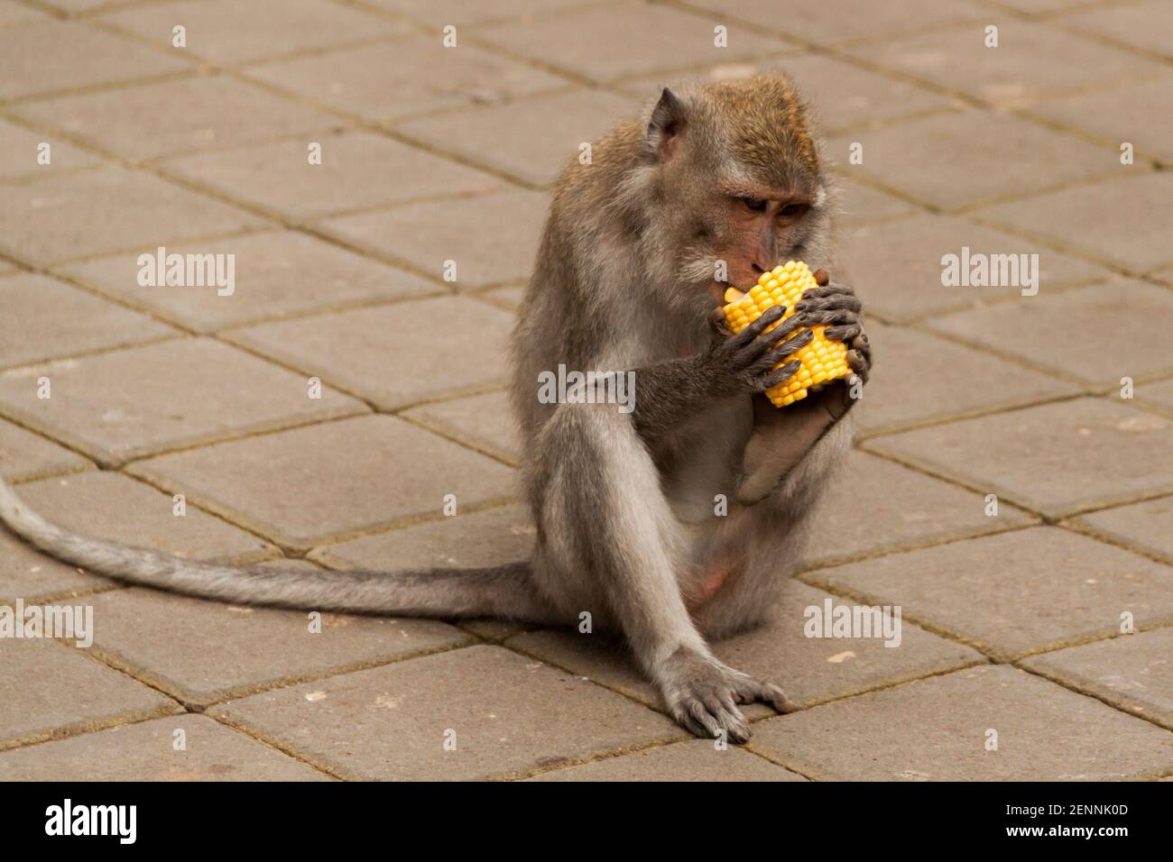 Baby monkey holding a corn and biting it at Sacred Monkey Forest in ...
