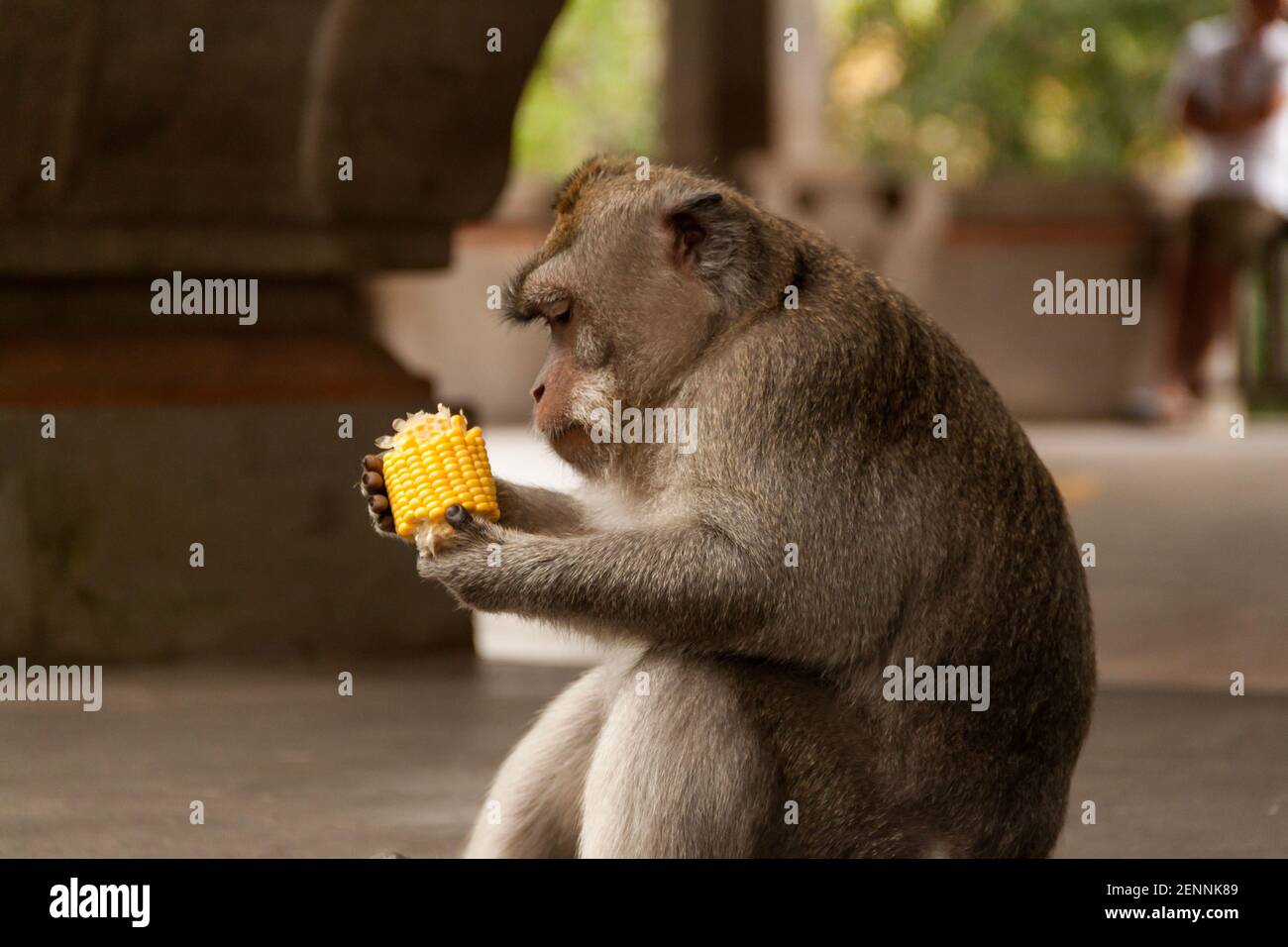 Macaca fascicularis monkey eating corn at Ubud Monkey Forest in Bali ...