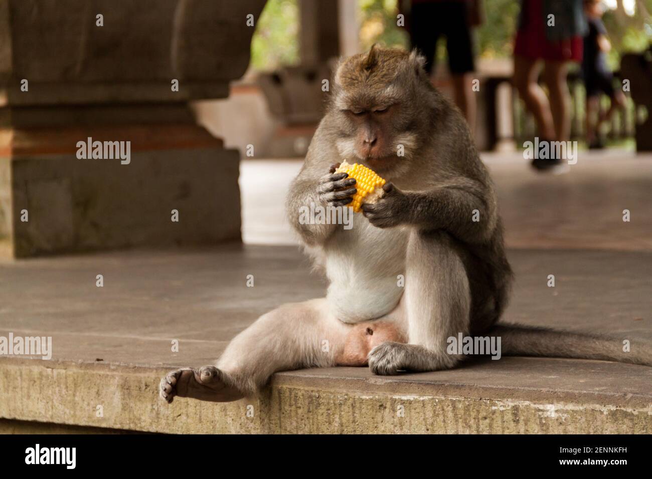 Long tailed macaque (macaca fascicularis) monkey sitting with its ...