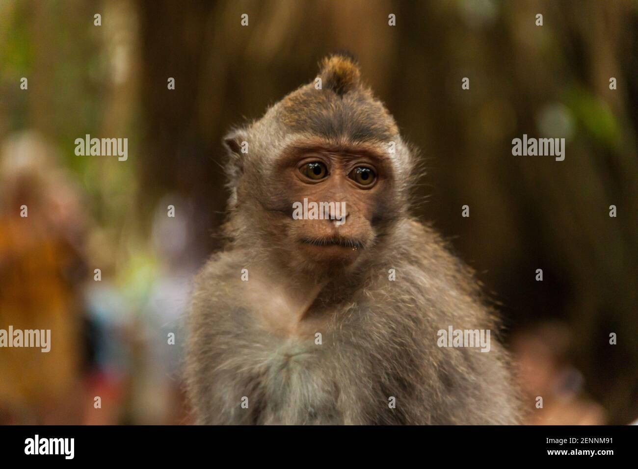 Little monkey with big monkey hi-res stock photography and images - Alamy