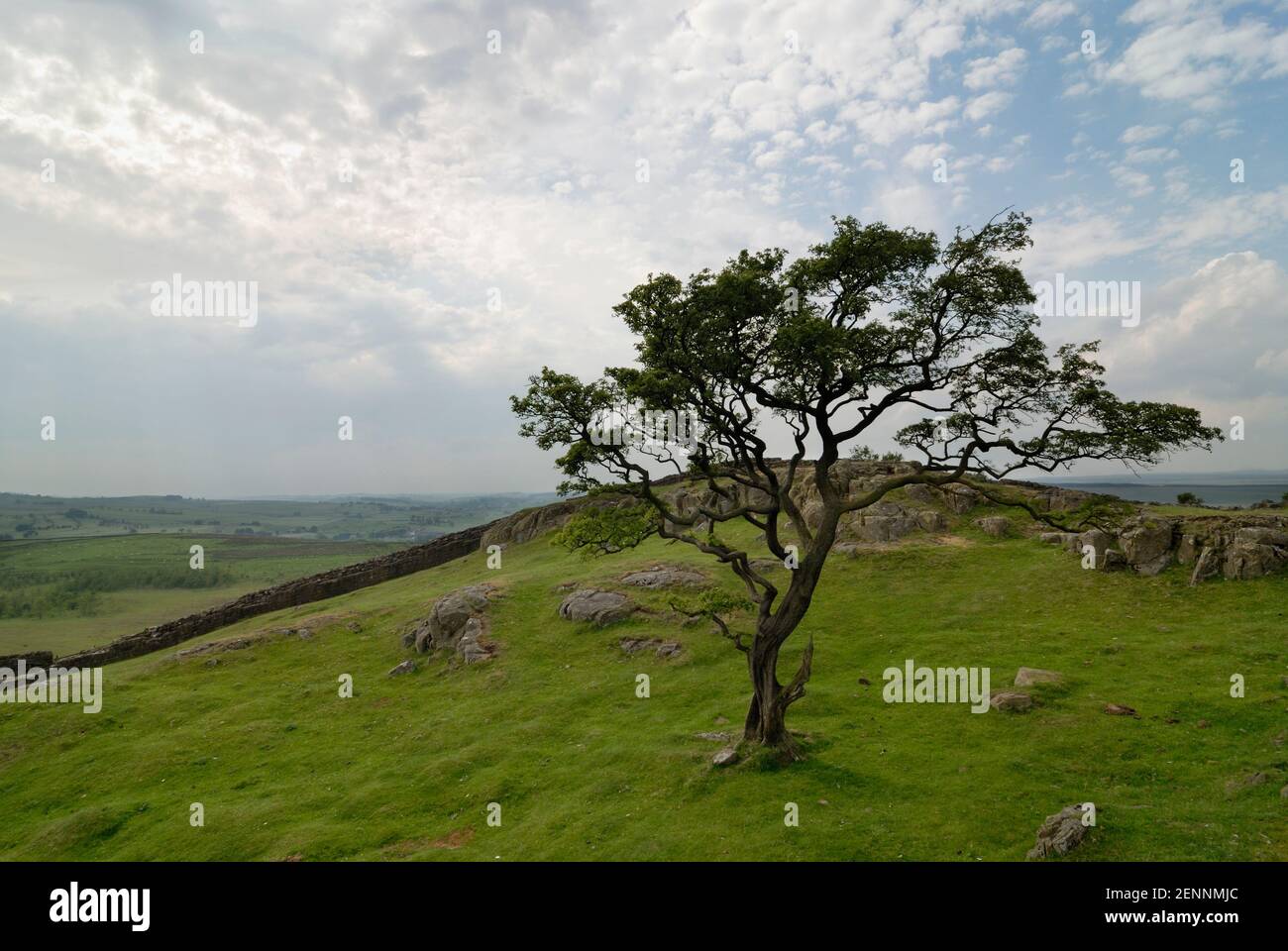 A lone Hawthorn tree (Crataegus monogyna) growing near Walltown Crags ...