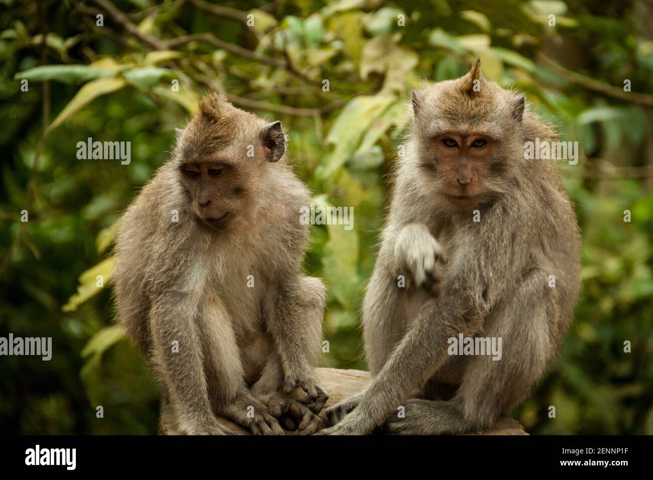 Two baby monkeys (long tailed macaque Stock Photo - Alamy