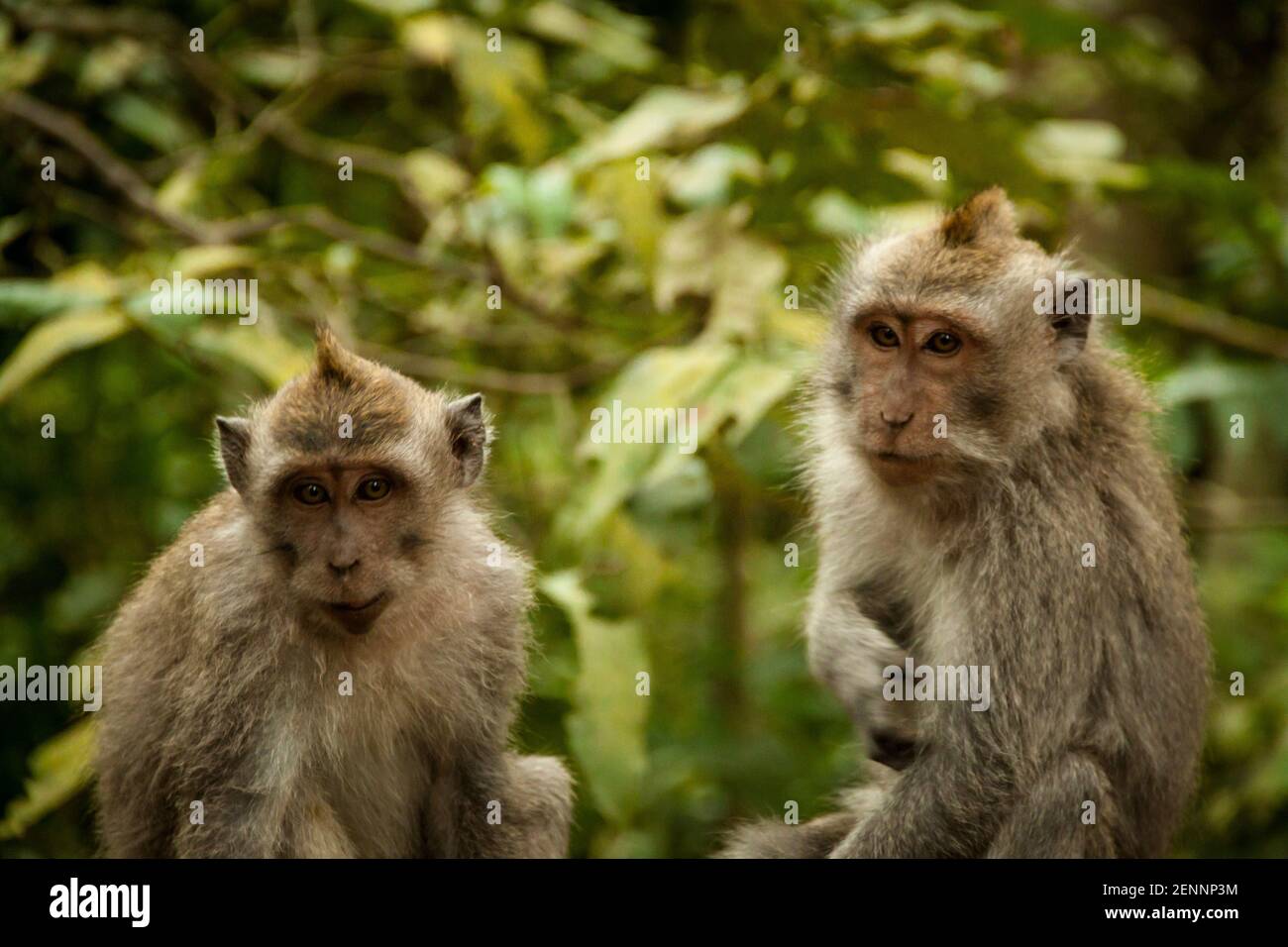 Two little long tailed macaque monkeys (macaca fascicularis) at Sacred ...
