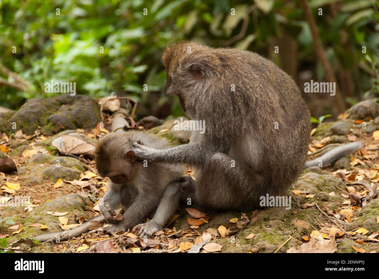 A female crab eating macaque monkey (macaca fascicularis) grooming her ...