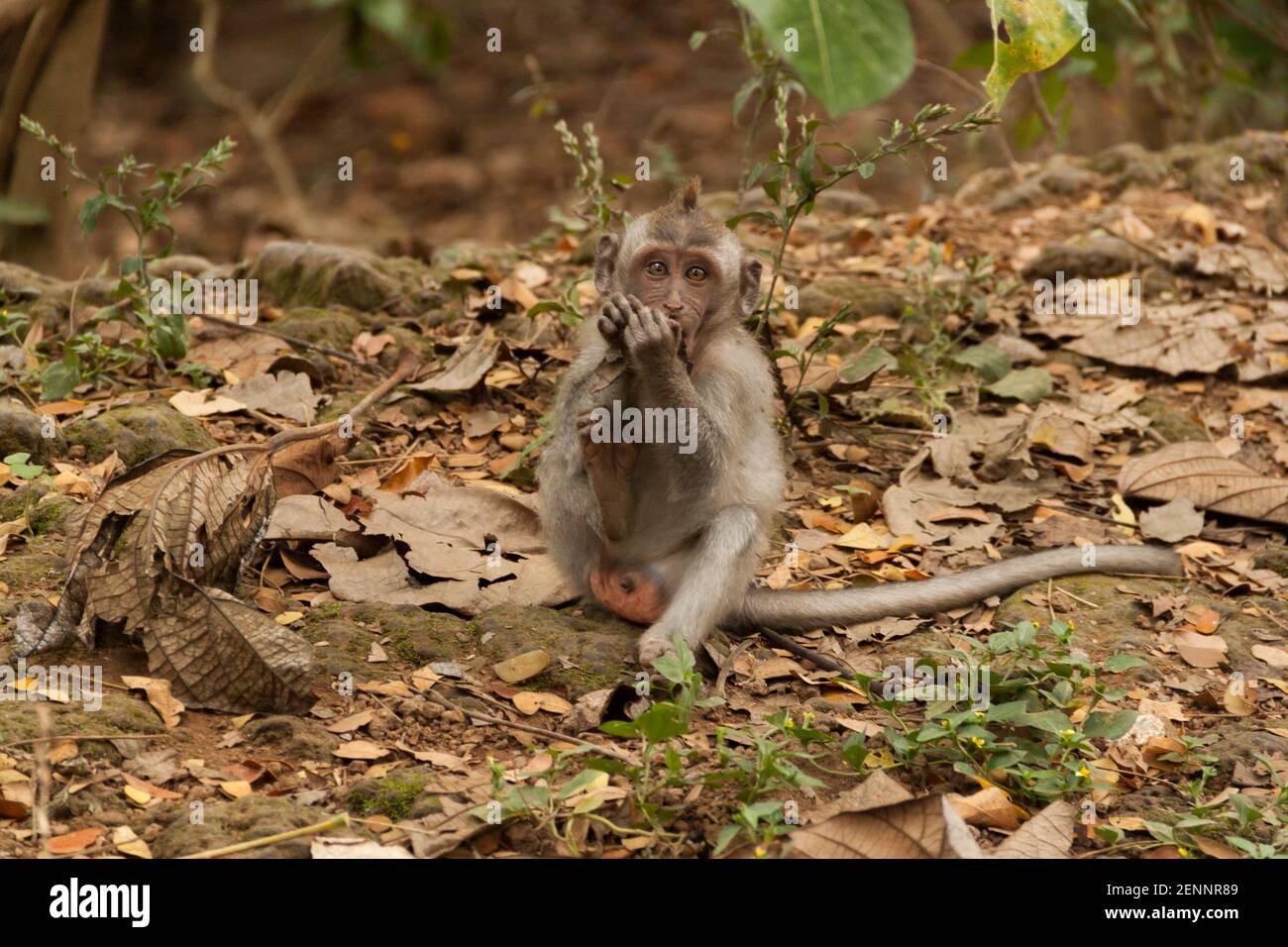 Baby crab eating macaque (macaca fascicularis) monkey sitting and ...